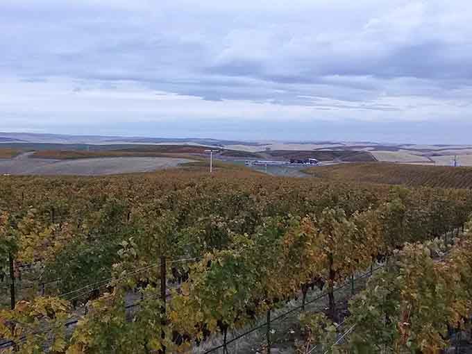 Rolling vineyards stretch toward distant hills, proving Washington grows more than just tech billionaires and coffee snobs.