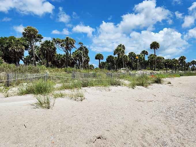 Those palmettos lining the dunes create the perfect South Carolina postcard, minus the tourist trap crowds you'd expect.