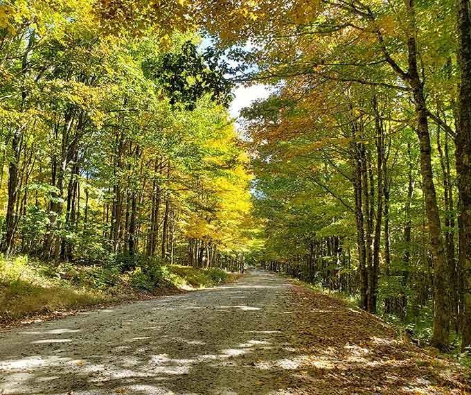 Fall transforms the forest road into a golden tunnel that looks straight out of a storybook.