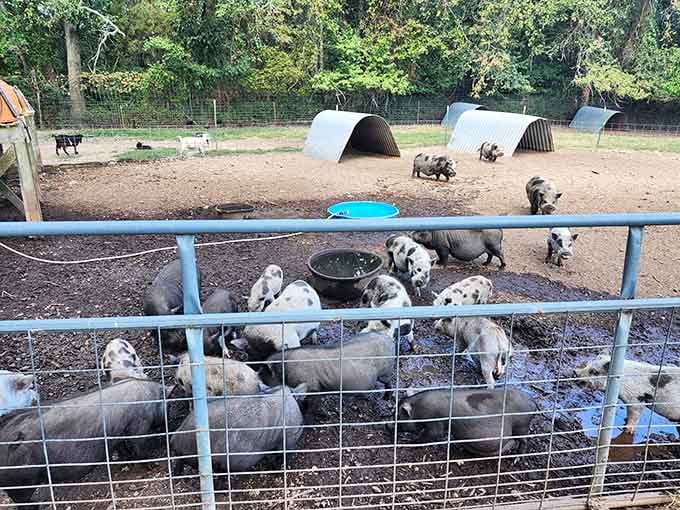 Piglet paradise! These spotted Kunekune piglets have mastered the art of adorable chaos, turning their enclosure into the cutest corner of the safari.