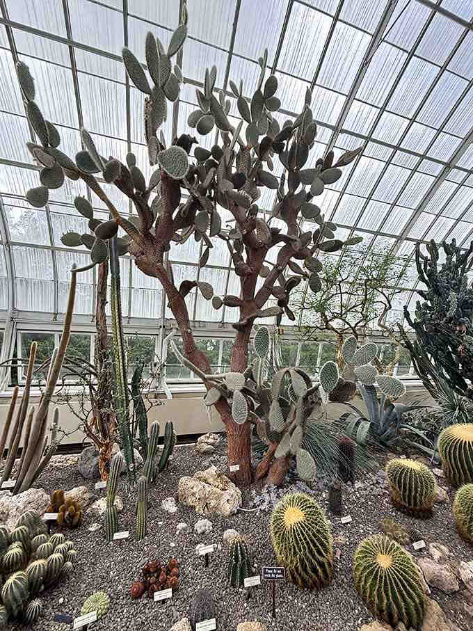 Towering cacti reaching for the greenhouse ceiling like they're auditioning for a desert spectacular.