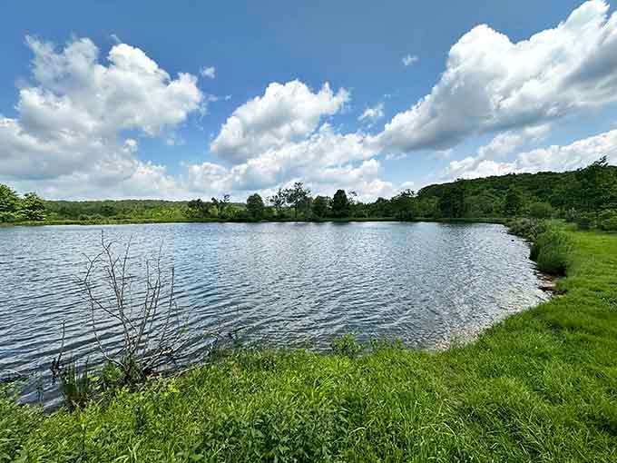 Finzel Swamp's serene waters reflect the sky, offering free therapy sessions disguised as nature walks in the mountains.
