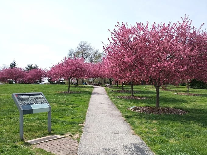 Spring transforms the fort grounds into a pink paradise, because even historic battlefields deserve their moment of floral glory.