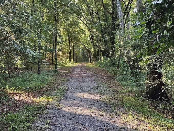 The kind of forest path that makes you want to channel your inner nature documentary narrator with every step.