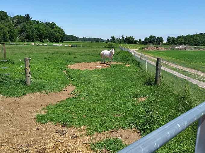 Even the horses get to enjoy the pastoral life here, grazing peacefully in Michigan's most German countryside.