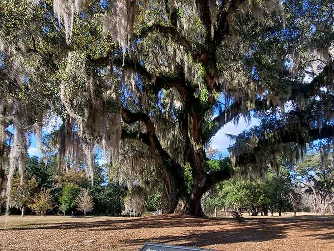 This live oak has seen more history than any textbook could ever contain, and it's not talking.