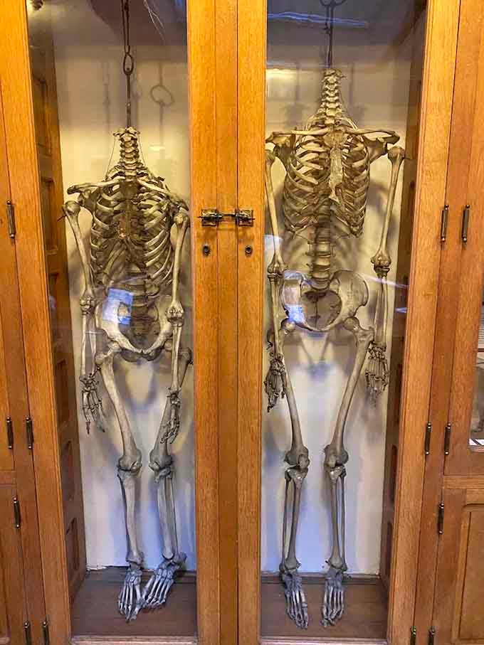 These skeletons have been hanging around longer than most of us have been alive, literally.