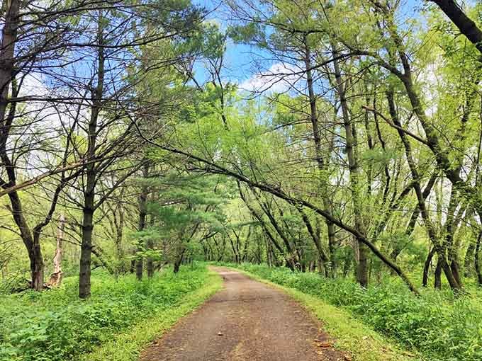 This trail through the trees whispers "slow down" louder than any meditation app ever could, and it's completely free.