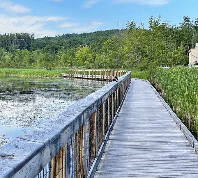 The Laverack Nature Trail's boardwalk invites contemplative strolls through wetlands where time seems to slow with each wooden plank.