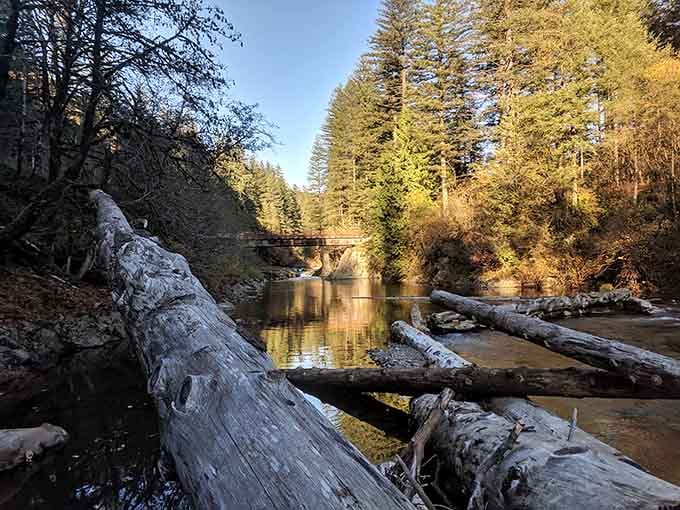 Fallen timber creates nature's own obstacle course, turning this peaceful creek into an adventure playground for exploring families.