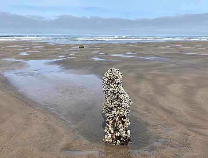 Even the barnacles get in on the action, turning these ancient stumps into living sculptures.