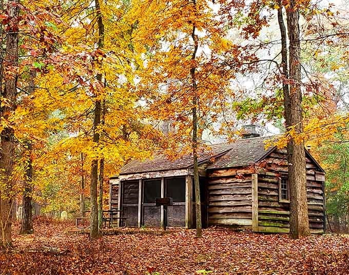 Rustic cabins nestled in autumn glory, where camping meets actual comfort and nobody judges your s'mores technique.