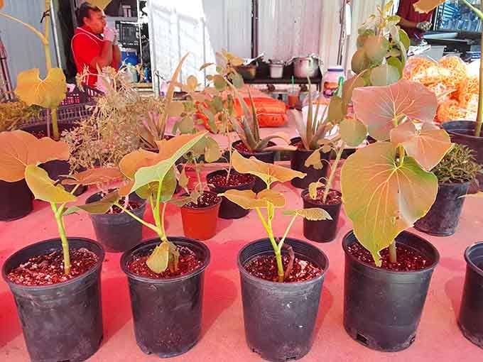 These potted plants are ready to transform your brown thumb into something that at least resembles gardening competence.
