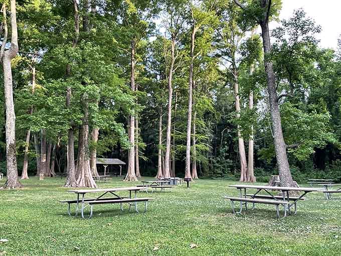 Picnic tables under ancient cypress trees – because your sandwich tastes better when it's surrounded by centuries of wisdom.