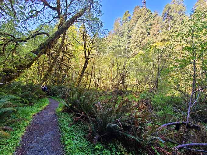 Golden light filtering through ancient trees: it's basically nature's way of showing off its Instagram filter game.