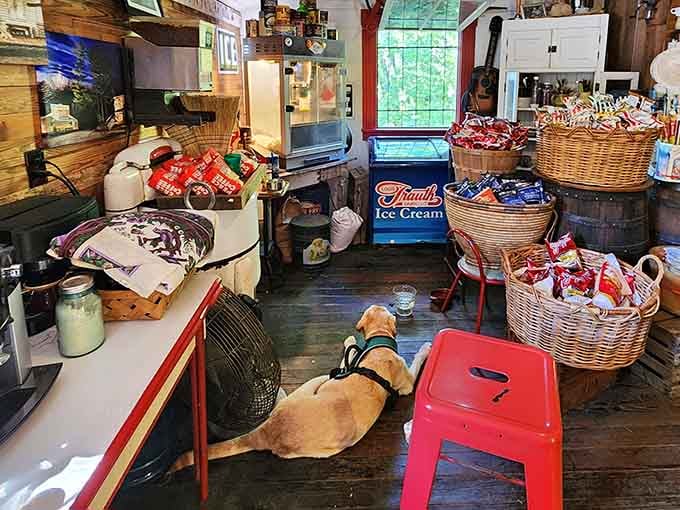 The unofficial greeter takes his job seriously, though his salary is entirely treat-based and he's fine with that.