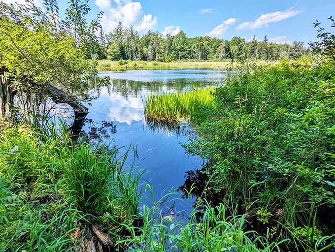 Nature reclaims its space at every turn in Castine, with serene ponds reflecting Maine's impossibly blue skies like natural mirrors.