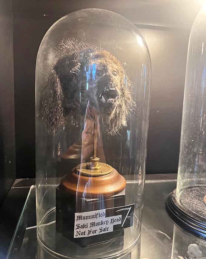 This mummified monkey head proves that natural history specimens can be both educational and conversation-starting dinner party decor.