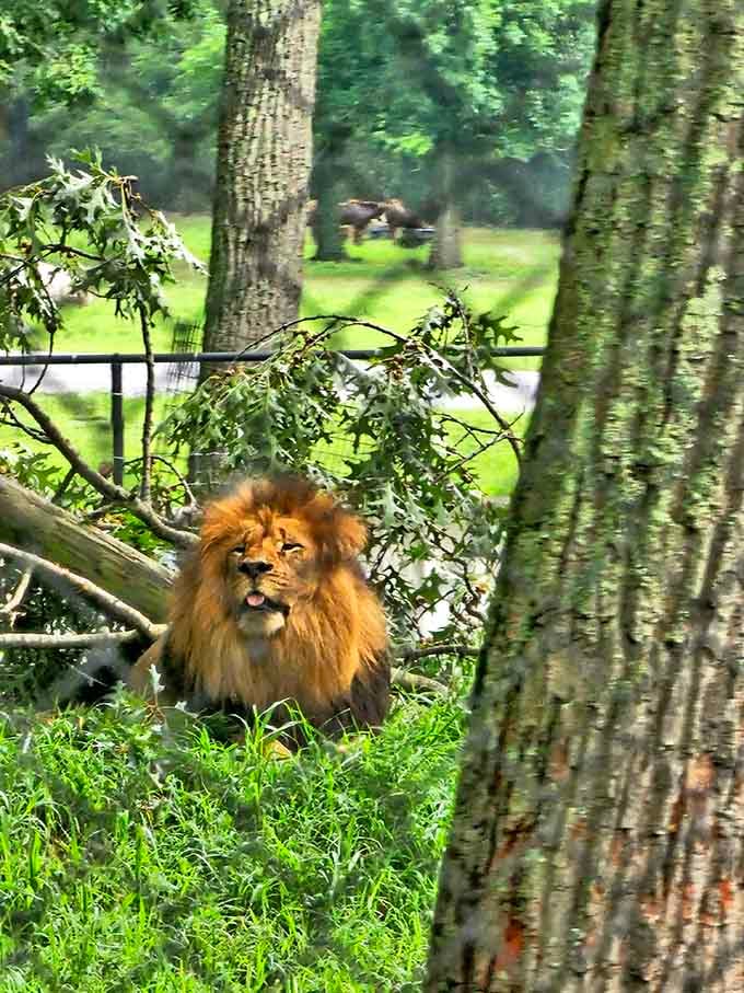 That magnificent mane and regal posture remind you why he's called the king of beasts.