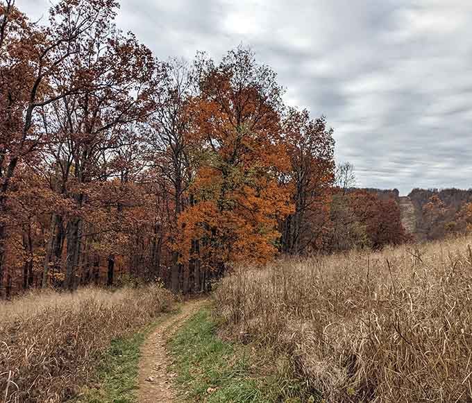 Autumn transforms the trails into nature's own art gallery, admission free.