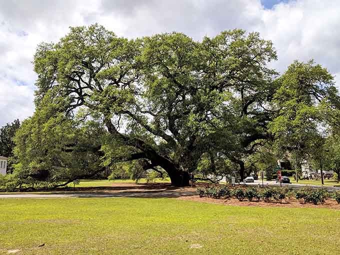 The Big Oak has been standing sentinel for over 300 years, spreading its massive limbs like a grandmother's welcoming arms.