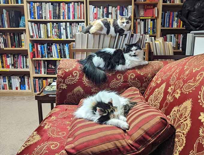 Resident cats claim the best reading spots, judging your book choices with typical feline superiority.