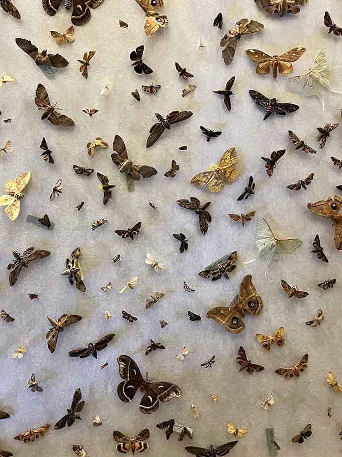 Moths of every size create a mesmerizing tapestry, proving that not all winged creatures need bright colors to captivate.