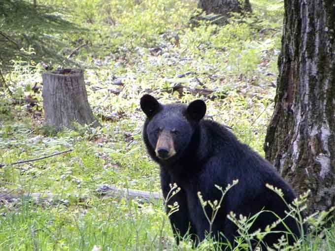 Black bears call this park home, reminding visitors they're guests in someone else's living room, respectfully speaking.