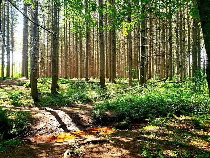 Sunlight filtering through towering pines creates cathedral-like beauty that no architect could ever replicate or improve.