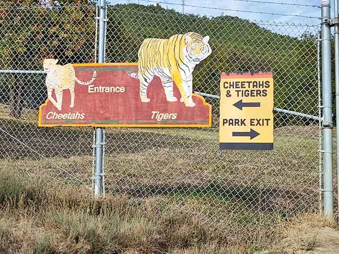 The signage promises big cats and bigger adventures, because subtlety isn't really the safari way.