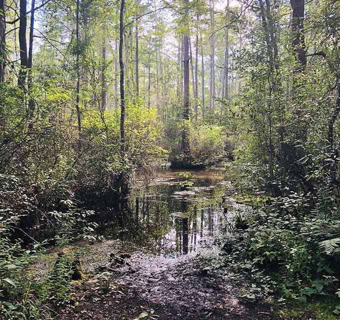 The swamp channels at Woods Bay look like nature's own secret waterways, mysterious and utterly captivating.