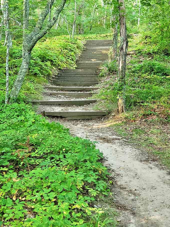 Nature's stairmaster awaits! These rustic wooden steps invite hikers to climb into a green cathedral of Massachusetts wilderness.