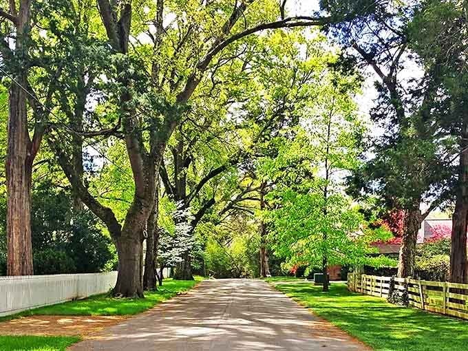 Nature's cathedral: where ancient trees form a perfect canopy over Mooresville's streets, creating shade so perfect it deserves its own preservation society.