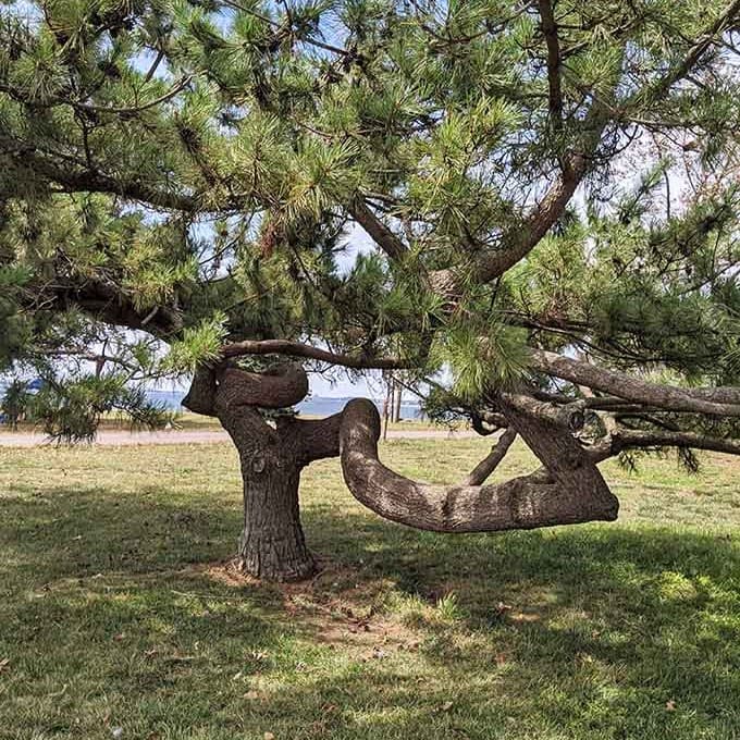Nature's playground equipment. This twisted pine has clearly been practicing yoga for decades longer than any of us.