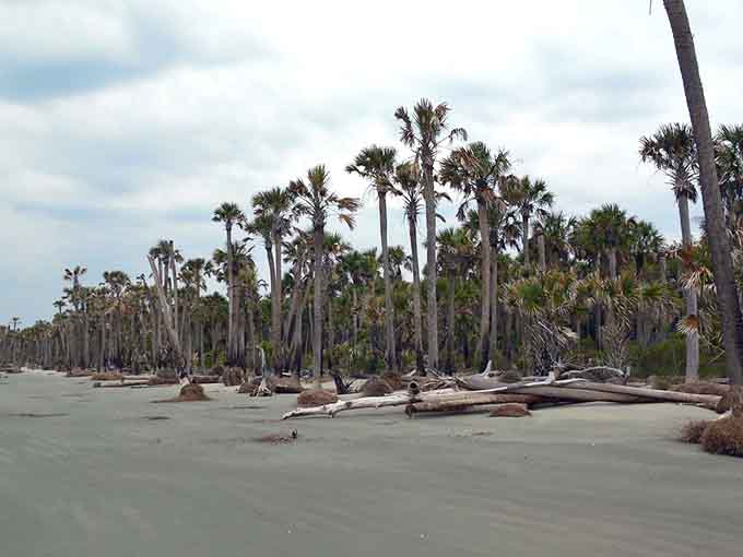 Nature's sculpture garden: where palmetto trees meet driftwood in a hauntingly beautiful dance that time choreographed perfectly.