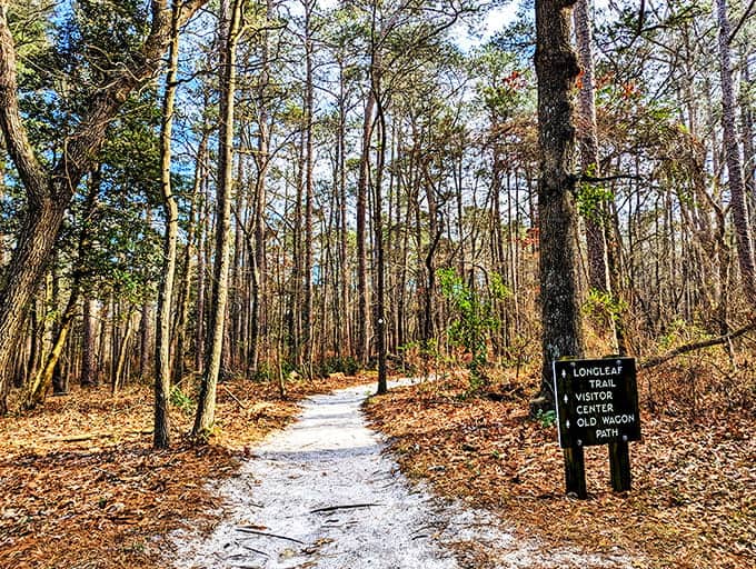The Longleaf Trail beckons through autumn's carpet, where every footstep crunches like the world's most satisfying breakfast cereal underfoot.