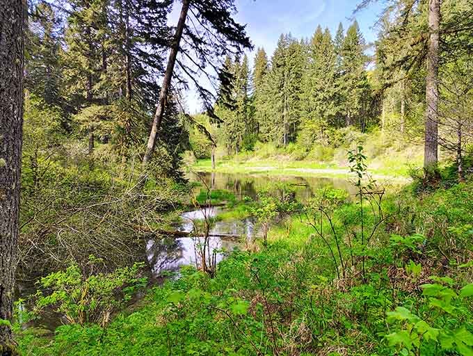 Dense forest trails wind through towering trees that make you feel wonderfully small in the best way.