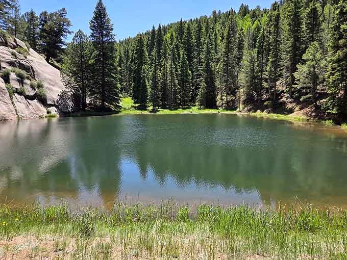 This hidden pond surrounded by towering pines creates a mirror-smooth reflection that photographers dream about capturing perfectly.