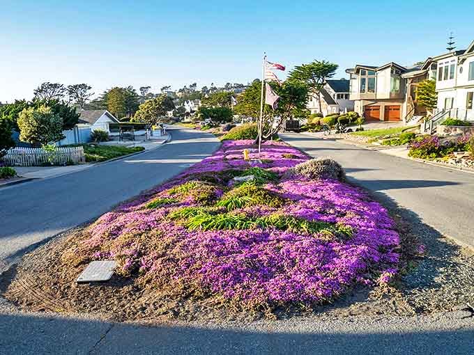 Cambria's charming streets feature vibrant purple ice plant blooms, creating natural art displays between quaint coastal homes.