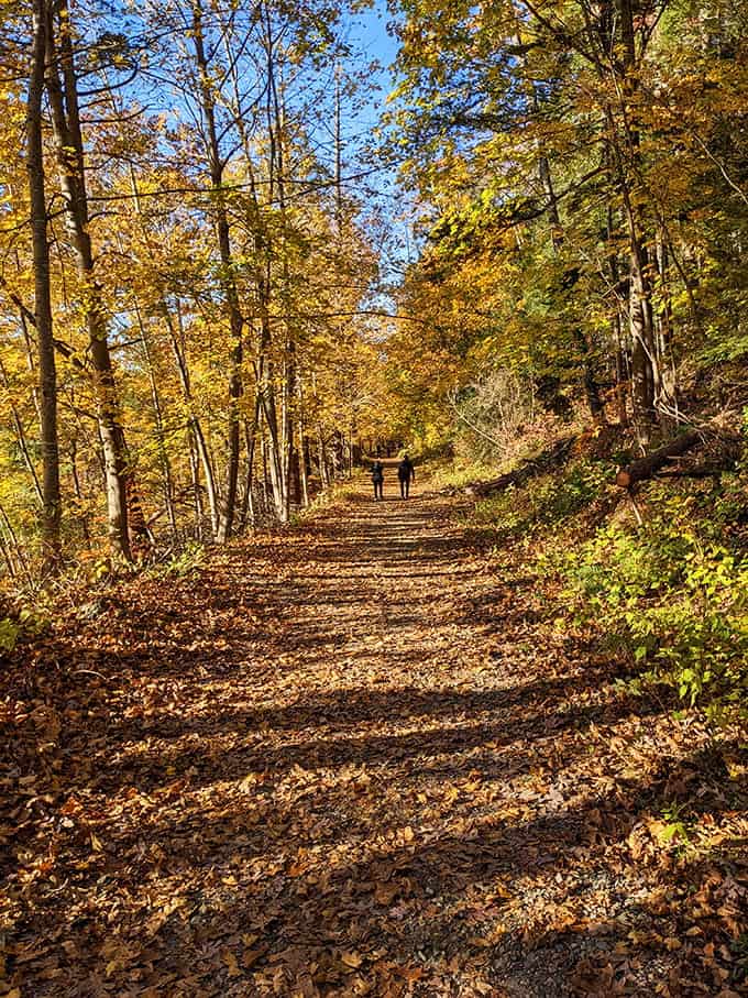 A carpet of fallen leaves guides your path through golden woods, crunching underfoot like nature's own welcome mat.