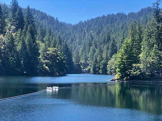 Century Lake mirrors the surrounding forest perfectly, its glassy surface reflecting towering pines like a natural photograph.