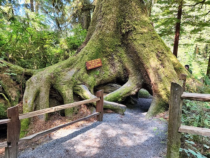 This massive redwood grew so big that nature carved its own tunnel, creating a perfect walking path through.