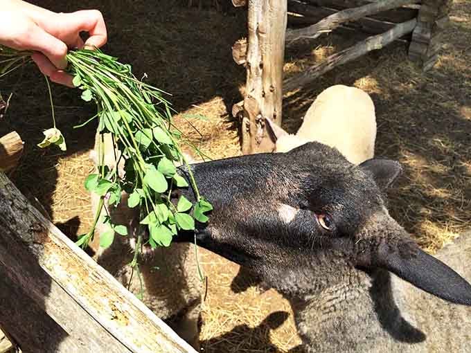 "Excuse me, do you have anything organic?" This heritage breed gets pampered with fresh greens in a living history lesson about frontier agriculture.
