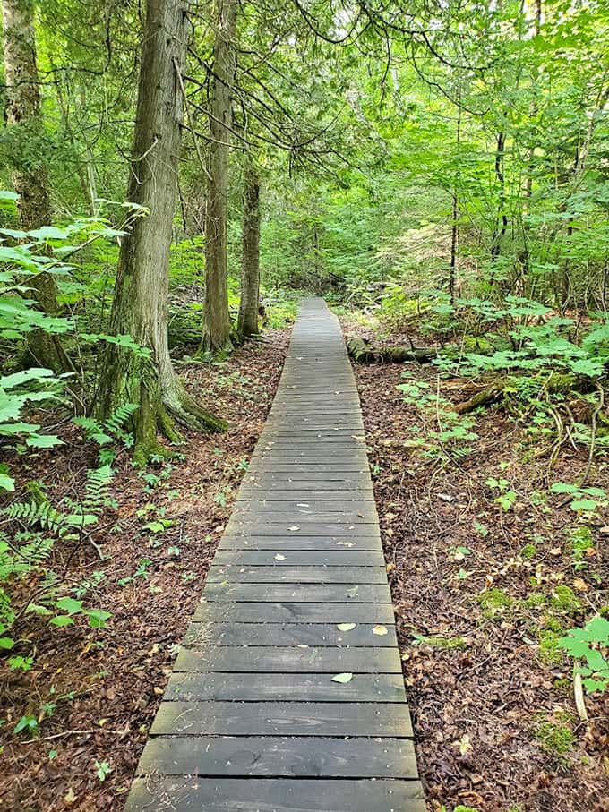The boardwalk trail through the forest feels like nature's red carpet leading to something truly spectacular ahead.