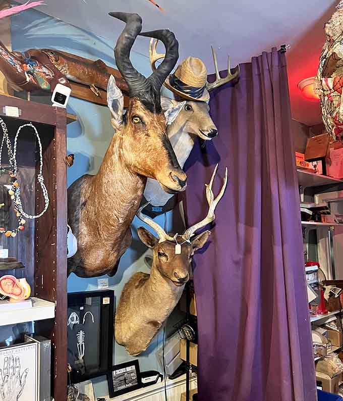 Taxidermy mounts that bring the wild indoors, minus the part where they eat your houseplants or scratch furniture.