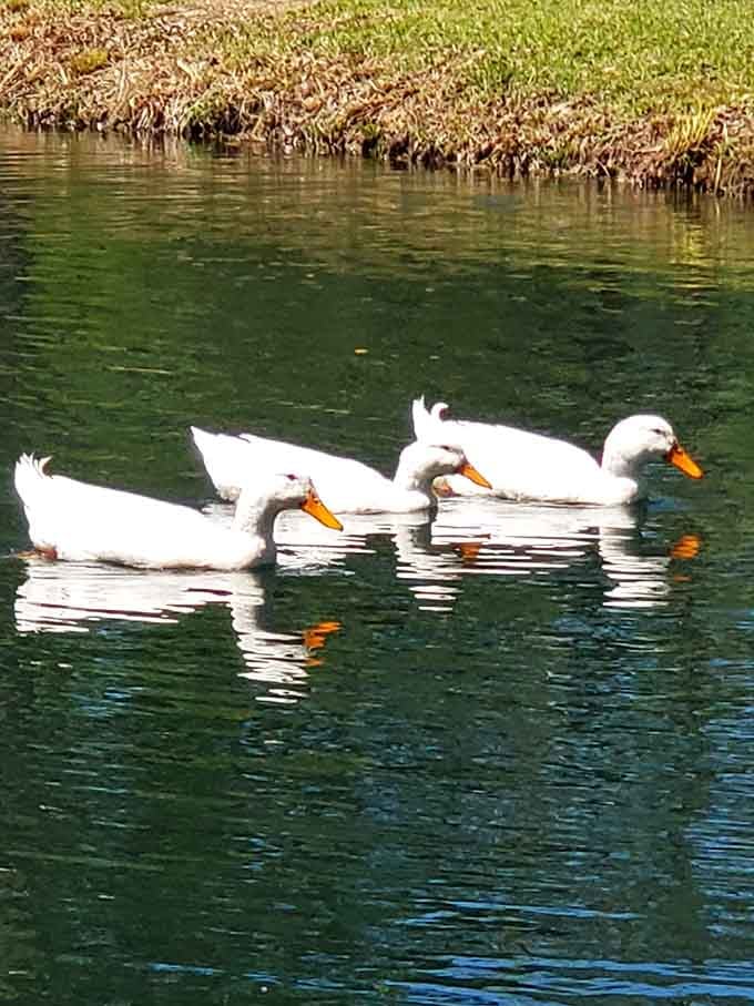 The resident ducks gliding across that turquoise water like they own the place, because honestly, they do.