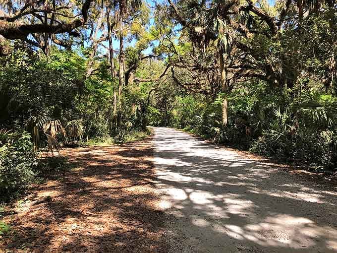 The shaded path through maritime forest, your gateway to Florida's most photogenic apocalypse scene ahead.