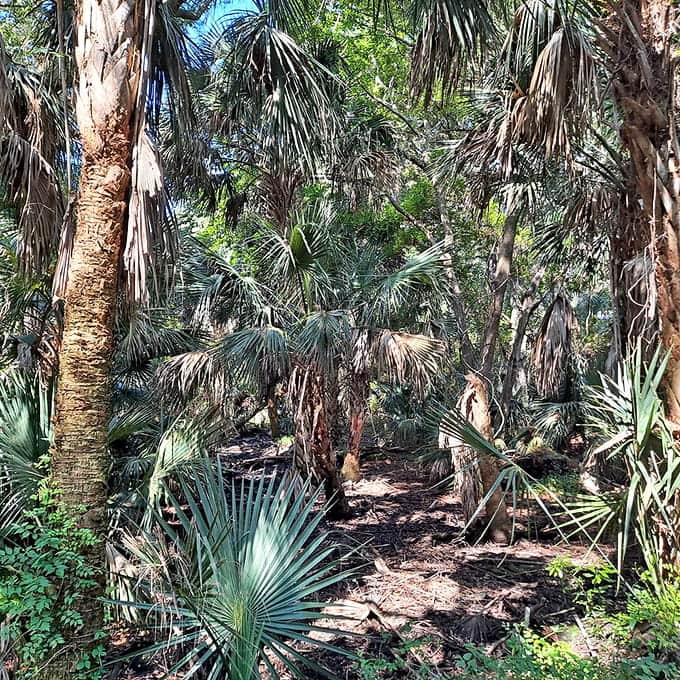 The maritime forest creates a lush tunnel of green that feels like nature's own cathedral.