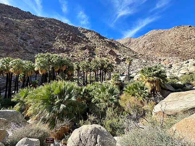 This natural palm oasis tucked into the canyon proves the desert keeps its best secrets hidden in plain sight.