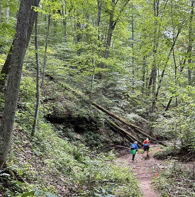Hikers disappearing into the forest like they've discovered a secret passage to another world entirely.